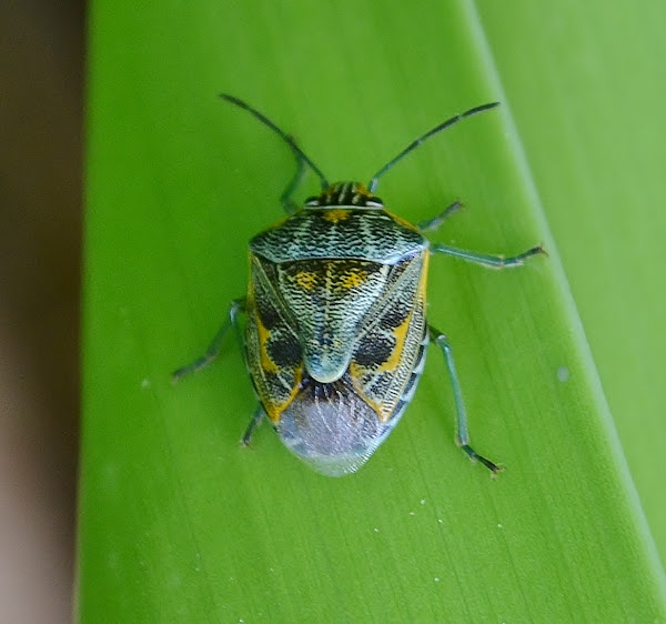 Antestia Bug | Project Noah