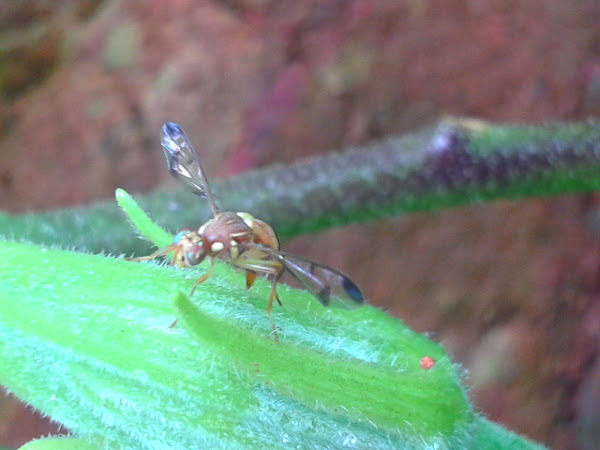 Fruit fly? | Project Noah