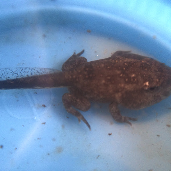 Fowler's Toad, tadpole | Project Noah