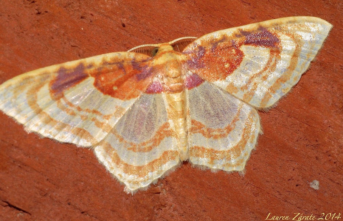 Geometrid Moth | Project Noah