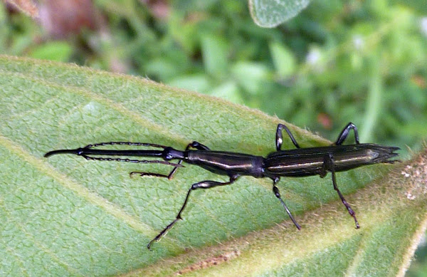 Insecto | Project Noah