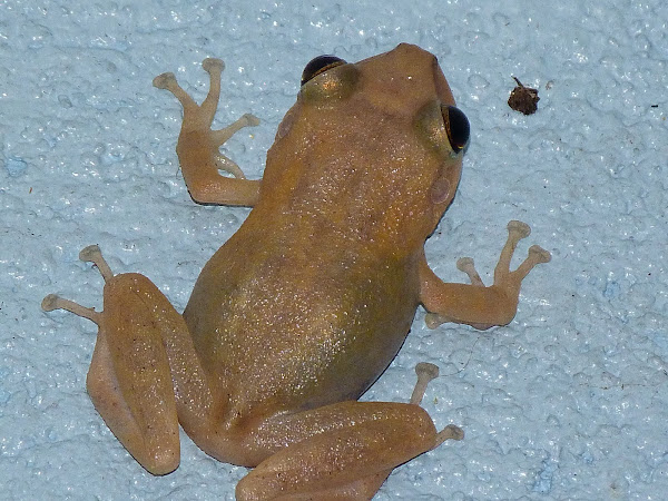 Eleutherodactylus coqui | Project Noah