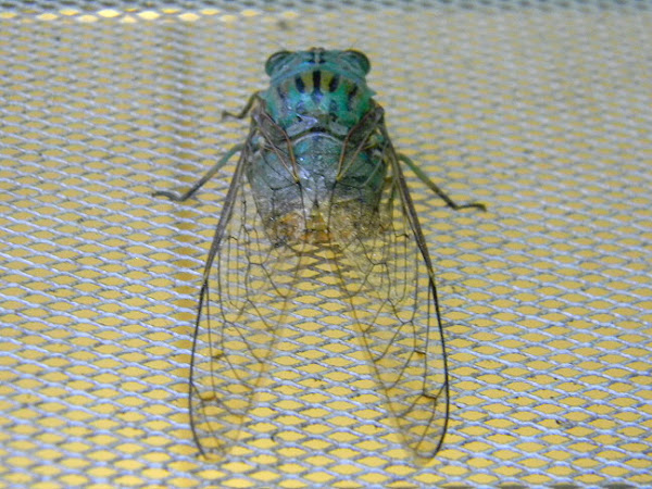 singing cicada | Project Noah