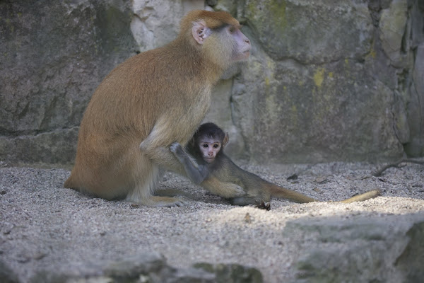 Monkey | Project Noah