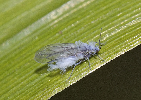 Wolly Aphid | Project Noah