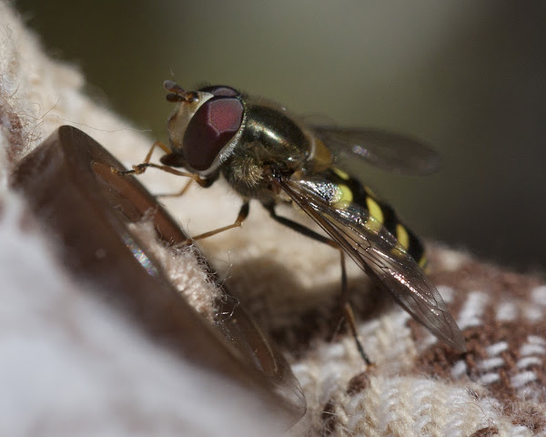 Bird hover fly | Project Noah