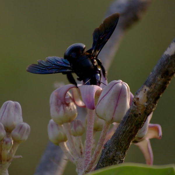Indian Bhanvra | Project Noah
