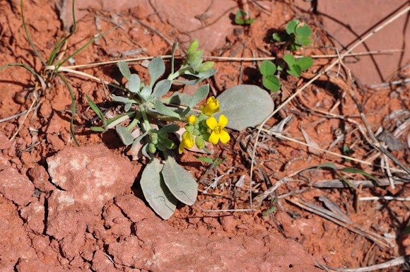 Gordon's bladderpod | Project Noah