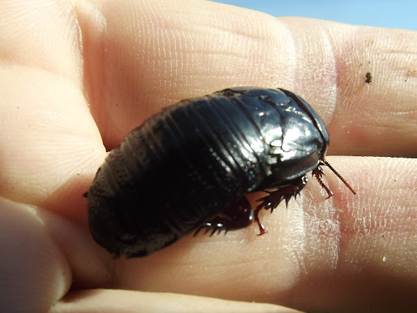 Wood cockroach | Project Noah