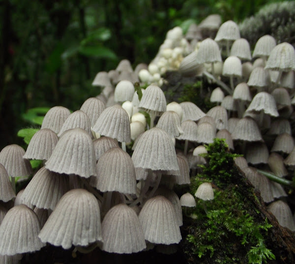 Coprinus disseminatus | Project Noah