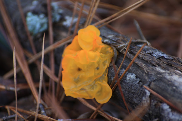 Witches Butter | Project Noah