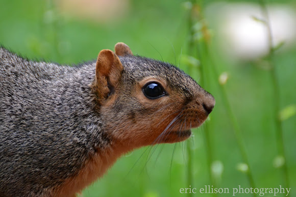 fox squirrel | Project Noah