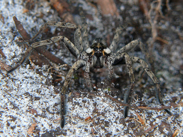 Funnel Web Wolf Spider | Project Noah