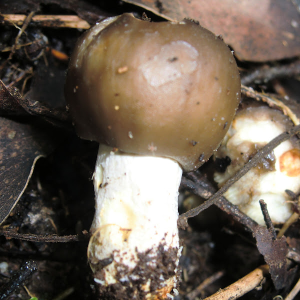 Amanita sp. ? | Project Noah