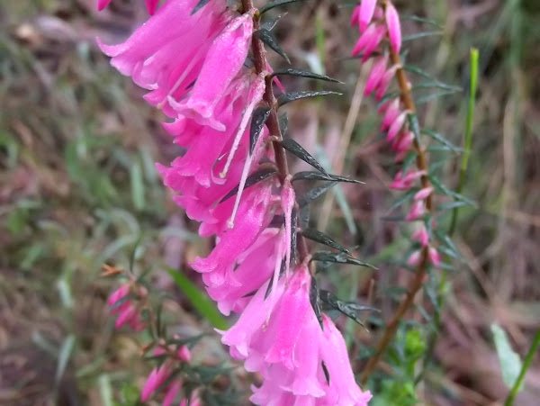 Pink heath | Project Noah