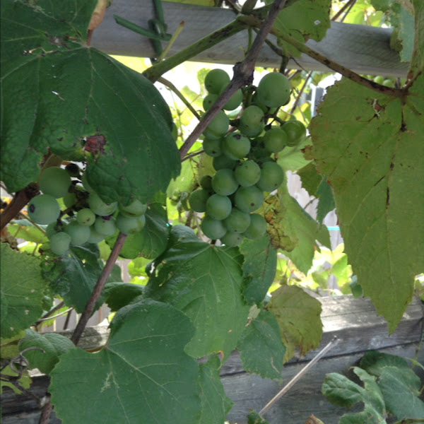 Grapes | Project Noah
