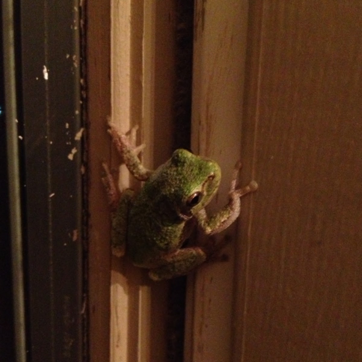 Eastern gray tree frog. | Project Noah