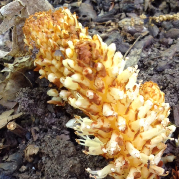 American cancer-root | Project Noah