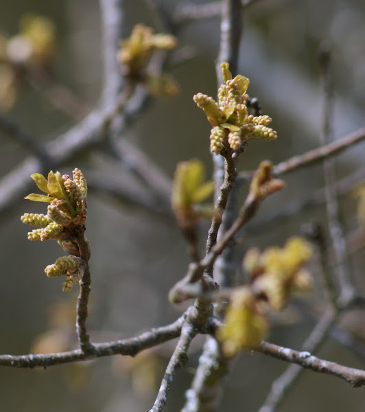 Quercus Nigra Buds