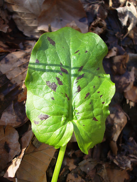 Wild Arum / Kozlac | Project Noah