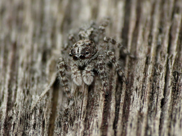 Bark Jumping Spider | Project Noah