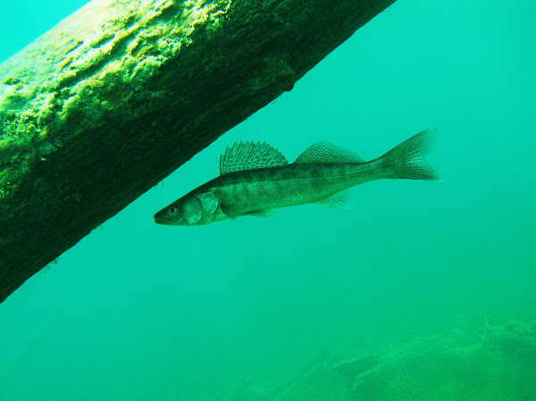 Zander | Project Noah