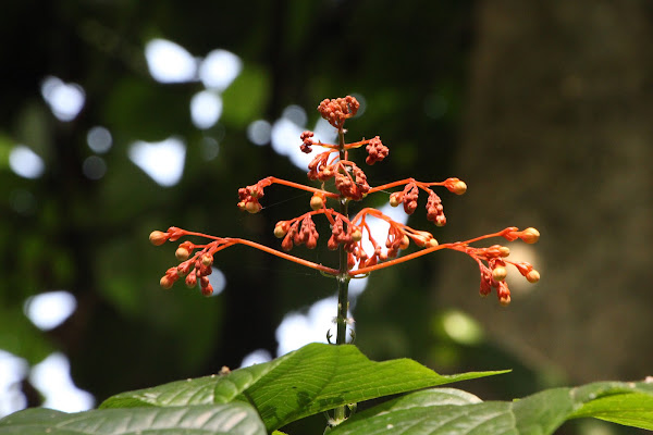 Java Glorybower | Project Noah