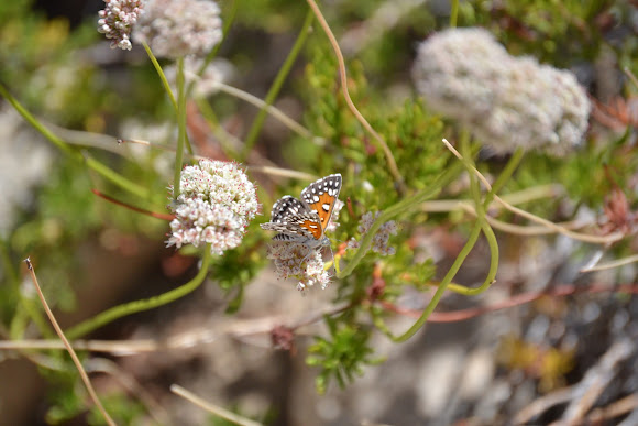 Mormon Metalmark Butterfly | Project Noah