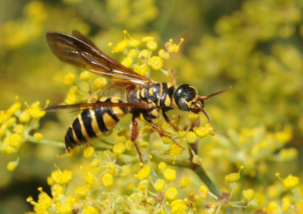 Five-banded Tiphiid wasp (female) | Project Noah