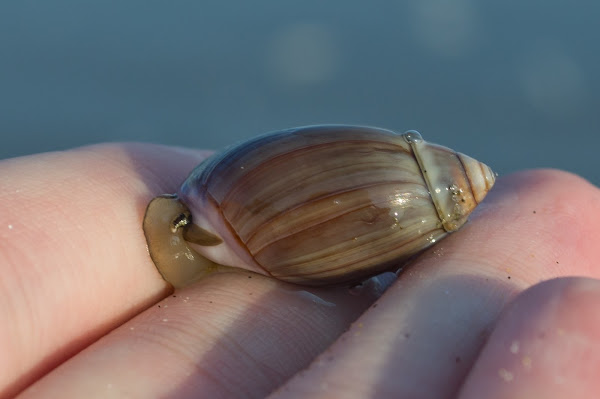 Olive Shell | Project Noah