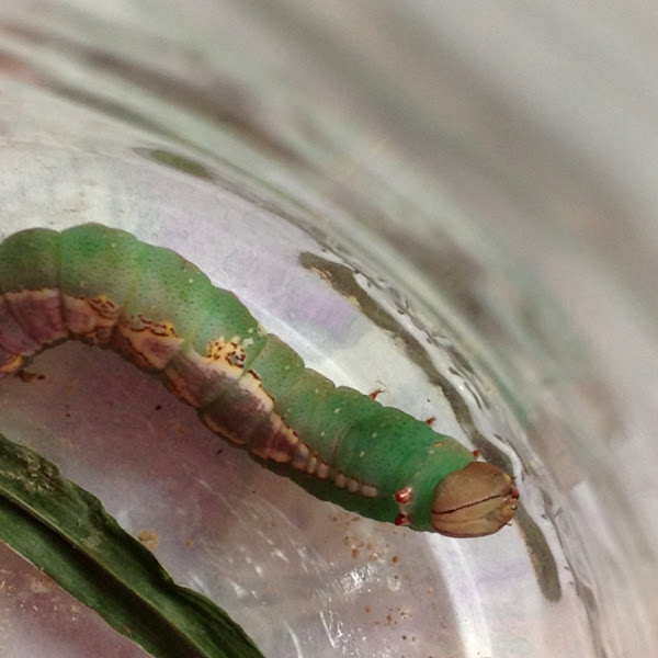 White-blotched Heterocampa Moth Caterpillar | Project Noah