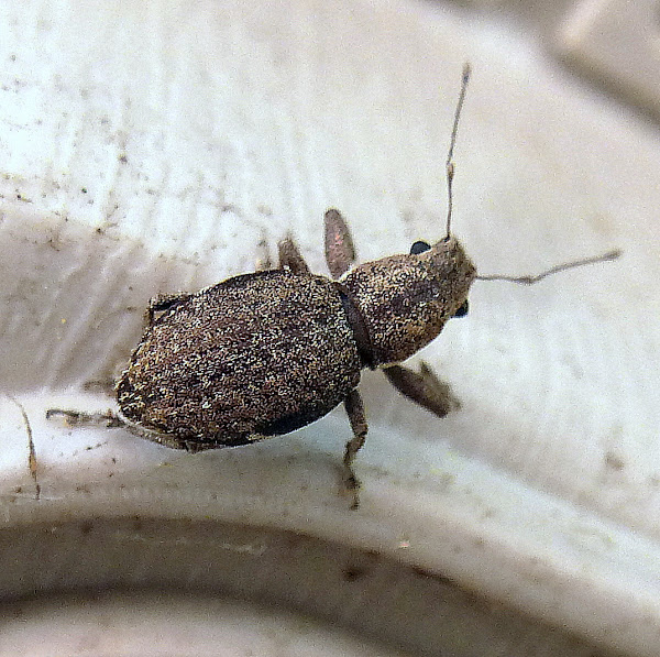 Fuller's Rose Weevil | Project Noah