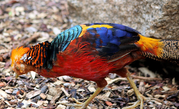 Golden Pheasant | Project Noah