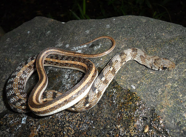 Buff Striped Keelback - eating a frog | Project Noah