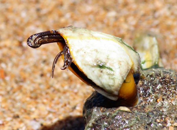 Goose Barnacle | Project Noah