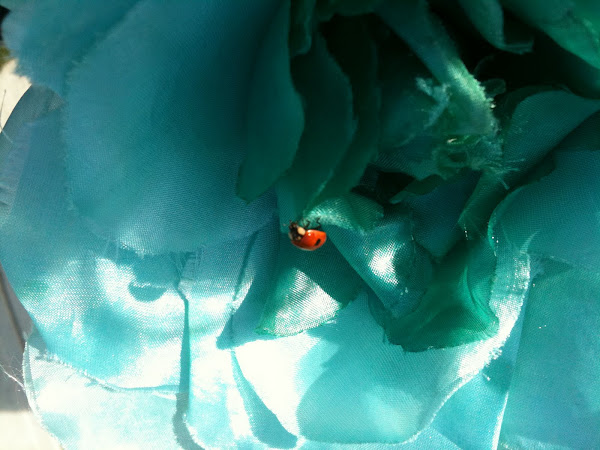 Ladybug | Project Noah