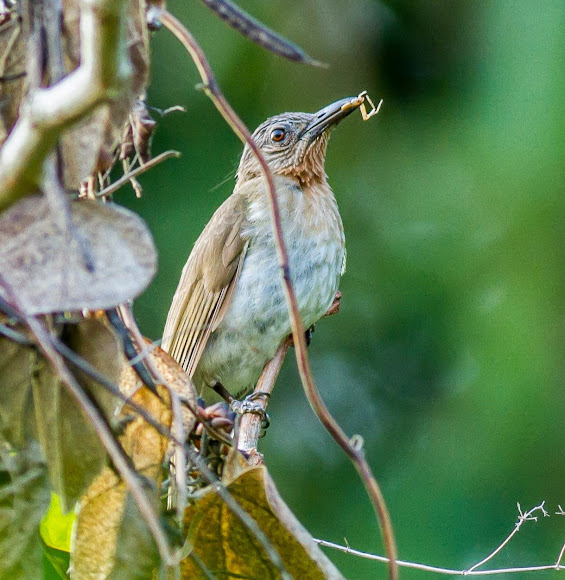 Philippine Bulbul | Project Noah