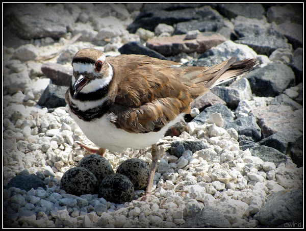 Killdeer | Project Noah
