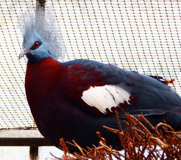 Southern crowned pigeon | Project Noah