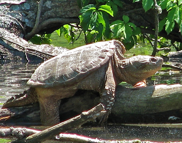 Common Snapping Turtle | Project Noah