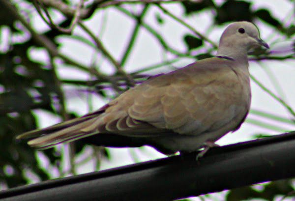 Eurasian Collared Dove | Project Noah
