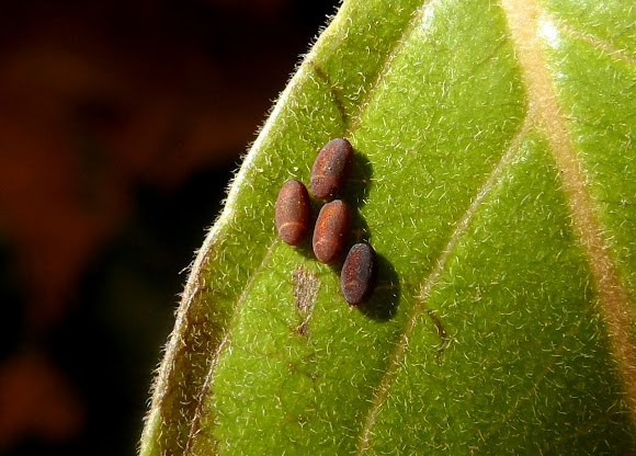 Coreid bug eggs | Project Noah