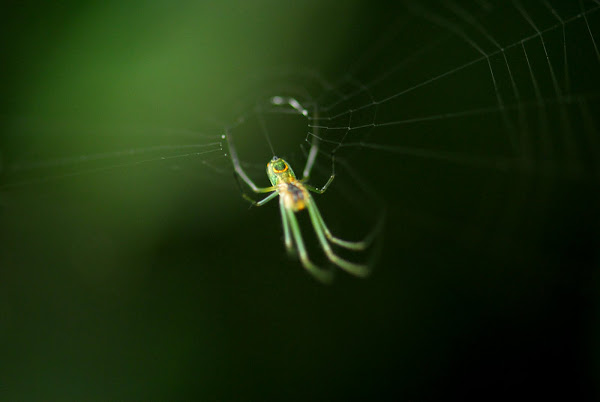 Spider | Project Noah