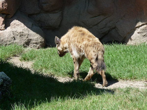 Hyena | Project Noah