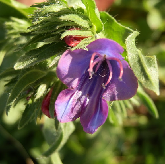 Paterson's Curse | Project Noah