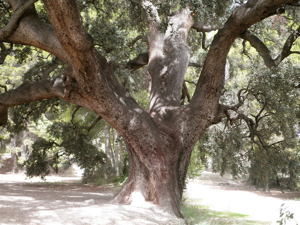 Encina o carrasca. Holm Oak | Project Noah