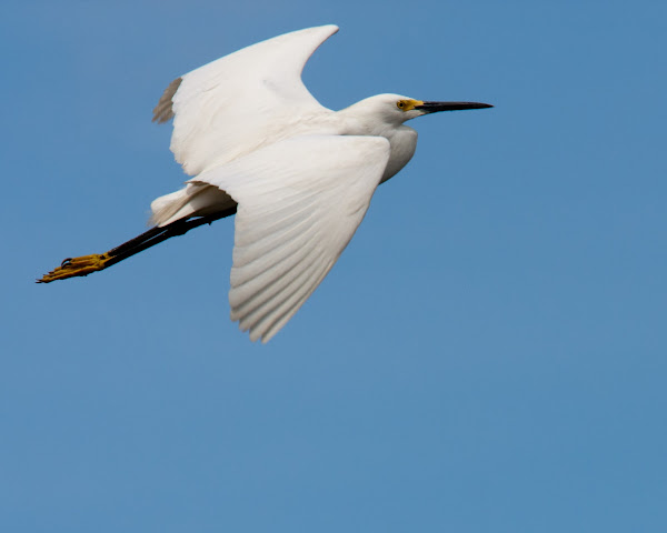 Snowy Egret | Project Noah