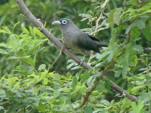 Blue-faced Malkoha / நீலமுக செம்பகம் | Project Noah