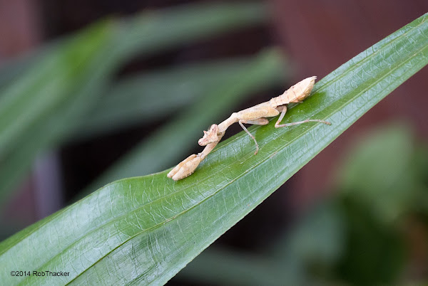 Mantis | Project Noah