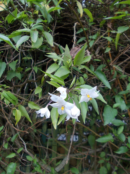 White Potato Vine | Project Noah